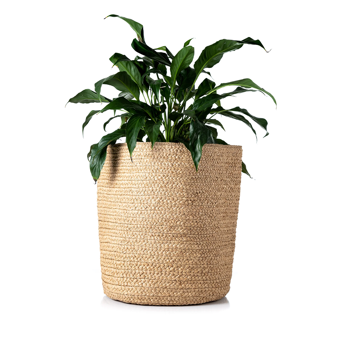 TALY - large | Tanora