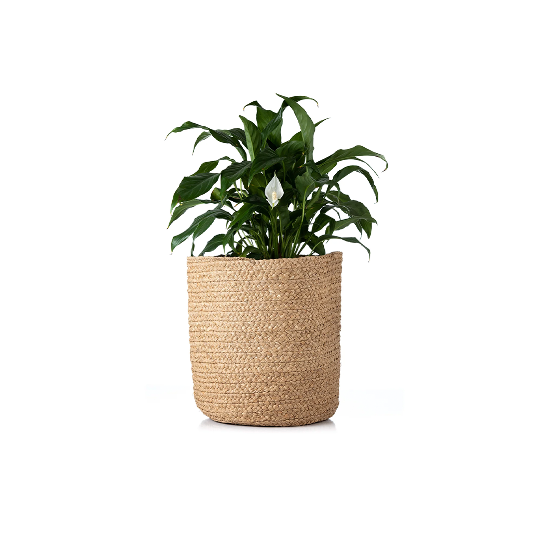 TALY - medium | Tanora