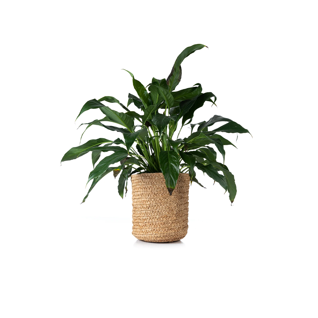 TALY - small | Tanora